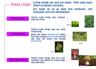 Ecosystems, 4th year of Primary education | PPTX