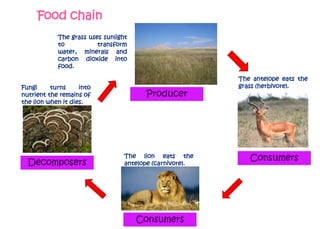 Ecosystems, 4th year of Primary education | PPTX