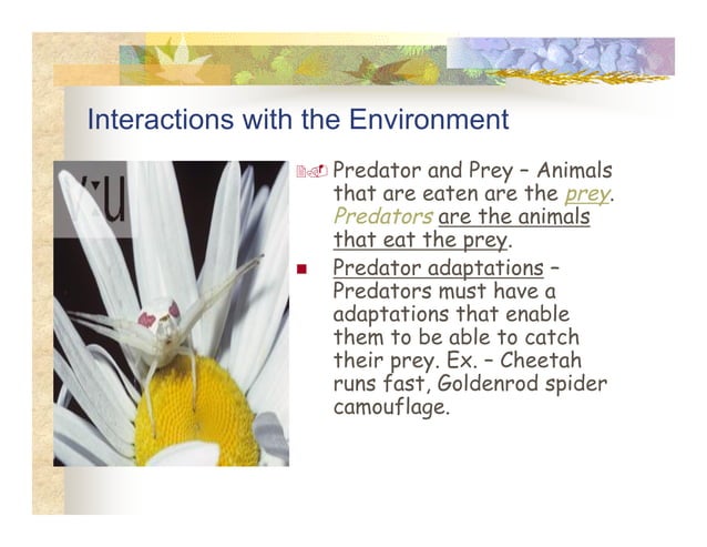 Ecosystems Interactions Pdf Ppt Free Download
