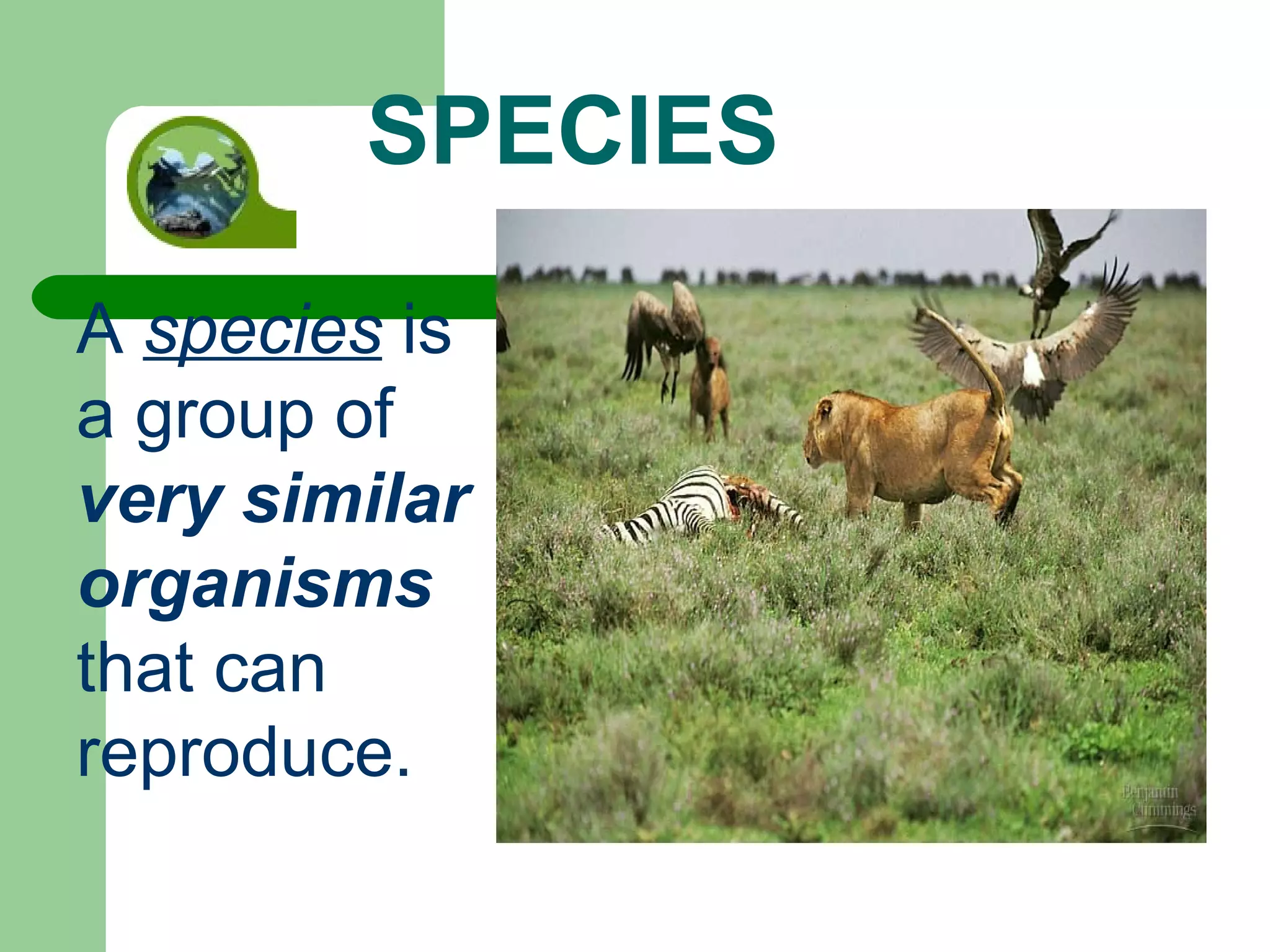 Ecosystems Lesson 3 | PPT