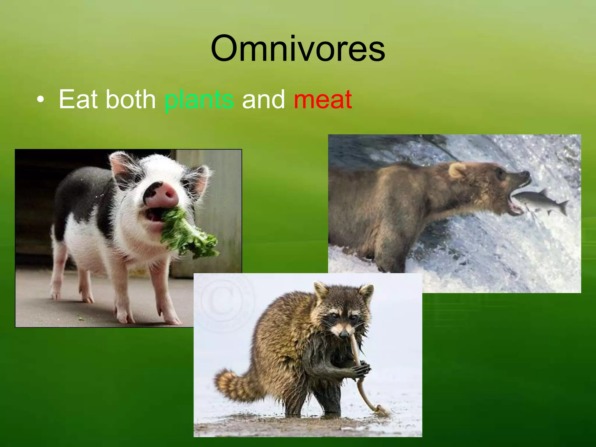 Ecosystems For Grades 4-6 | PPTX