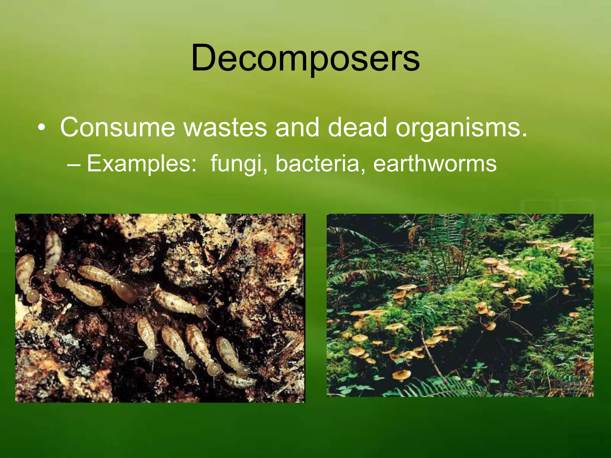 Ecosystems For Grades 4-6 | PPTX