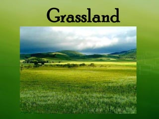 Ecosystems For Grades 4-6 | PPTX