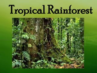 Ecosystems For Grades 4-6 | PPTX