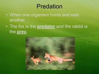 Ecosystems For Grades 4-6 | PPTX