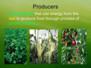 Ecosystems For Grades 4-6 | PPTX