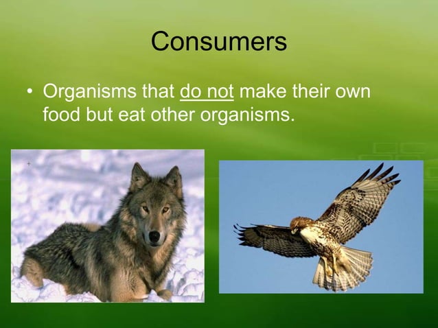 Ecosystems For Grades 4-6 | PPTX | Biological Sciences | Science