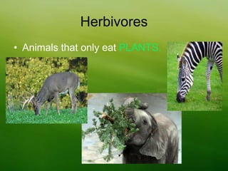 Ecosystems For Grades 4-6 | PPTX