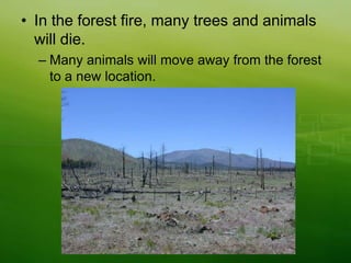 Ecosystems For Grades 4-6 | PPTX