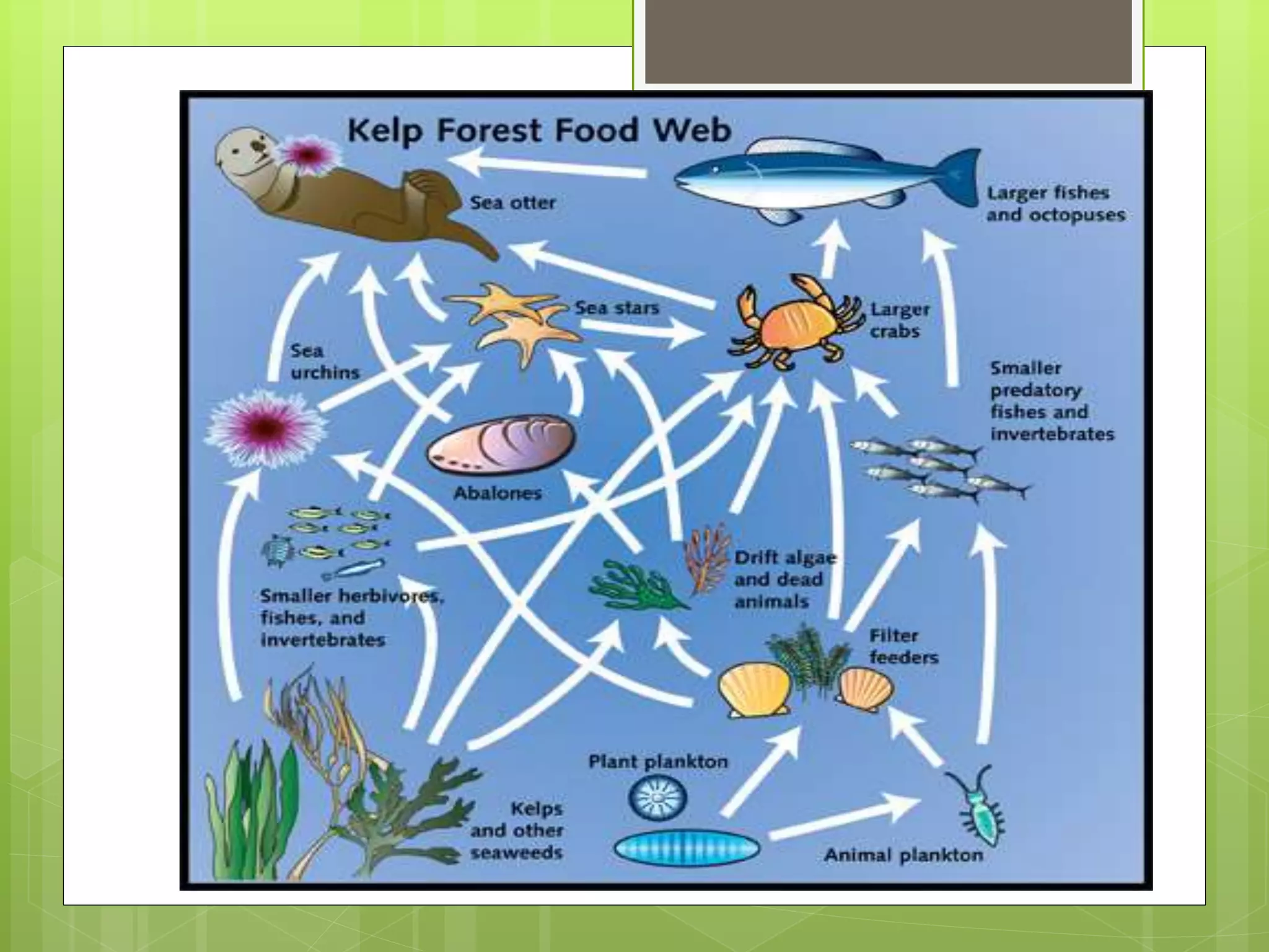 Ecosystems powerpoint | PPTX