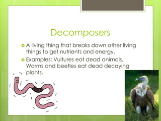 Ecosystems powerpoint | PPTX