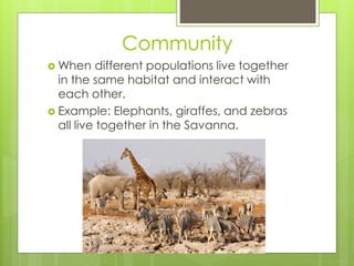 Ecosystems powerpoint | PPTX