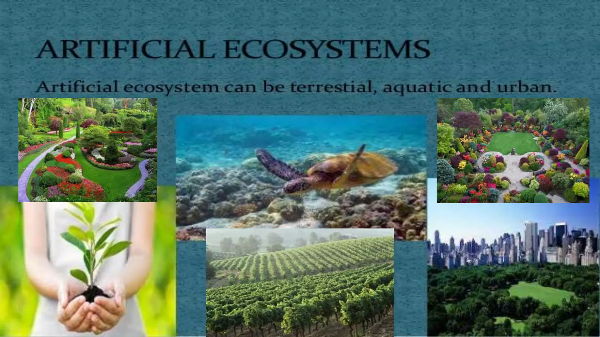Ecosystem structure | PPT