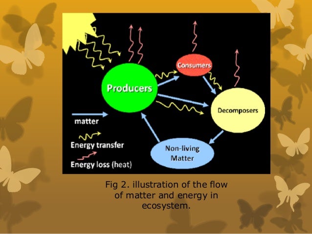 Ecosystem structure and function