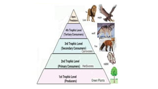 Ecology-Ecosystem Structure and functions.pptx