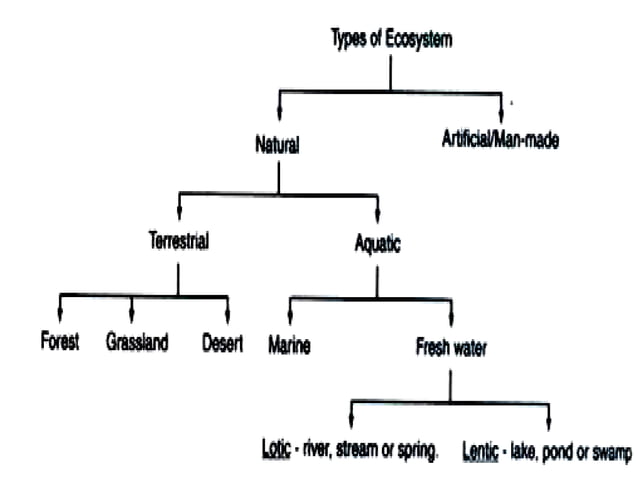 Ecosystem Structure and Types ecosystem.pdf