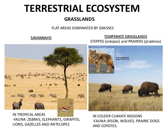 Terrestrial Habitat Grassland