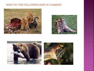 Ecosystems vocabulary | PPT