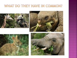 Ecosystems vocabulary | PPT