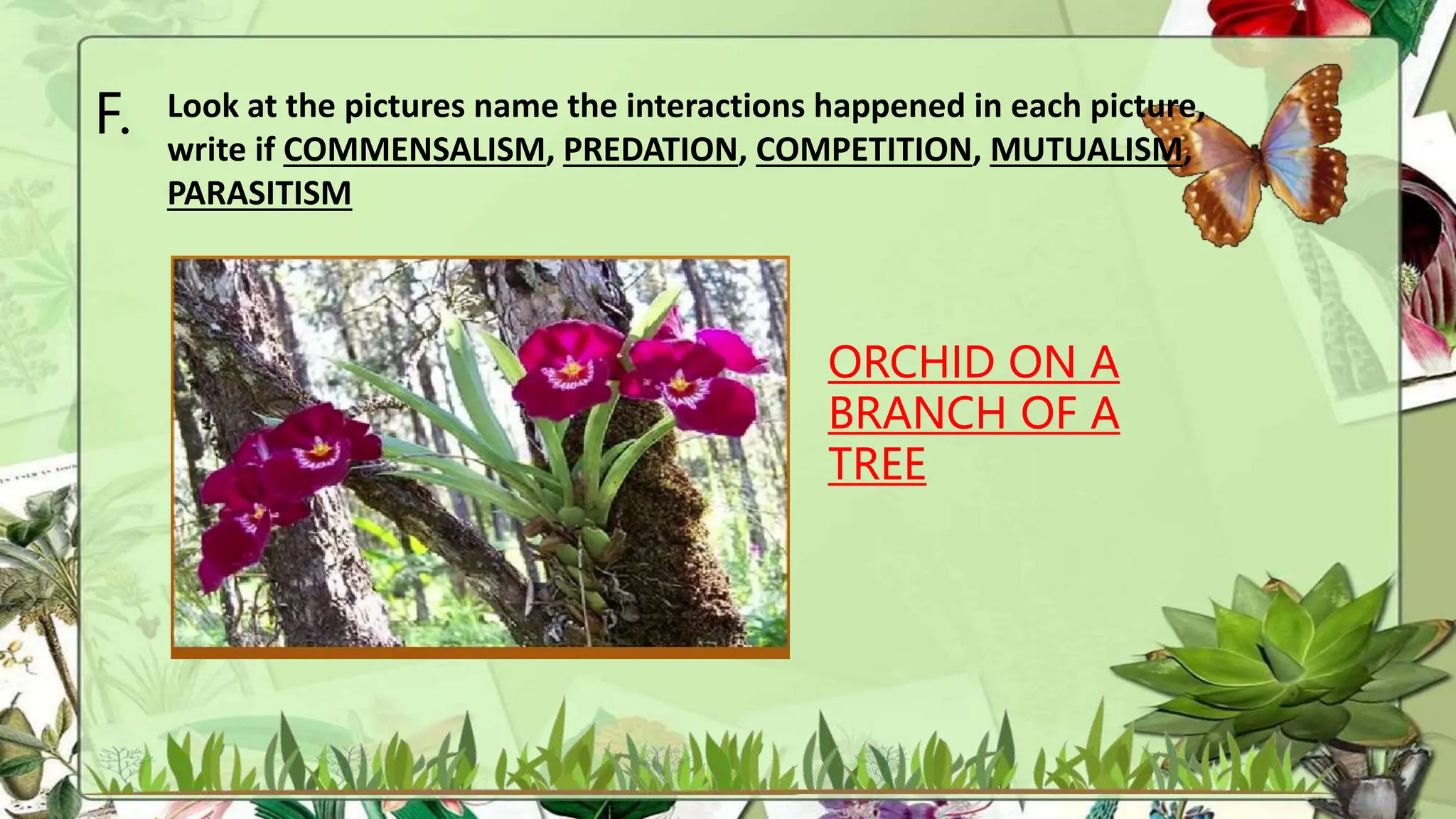 ECOSYSTEM TROPICAL RAINFOREST.pptx | Zoos & Aquariums | Attractions