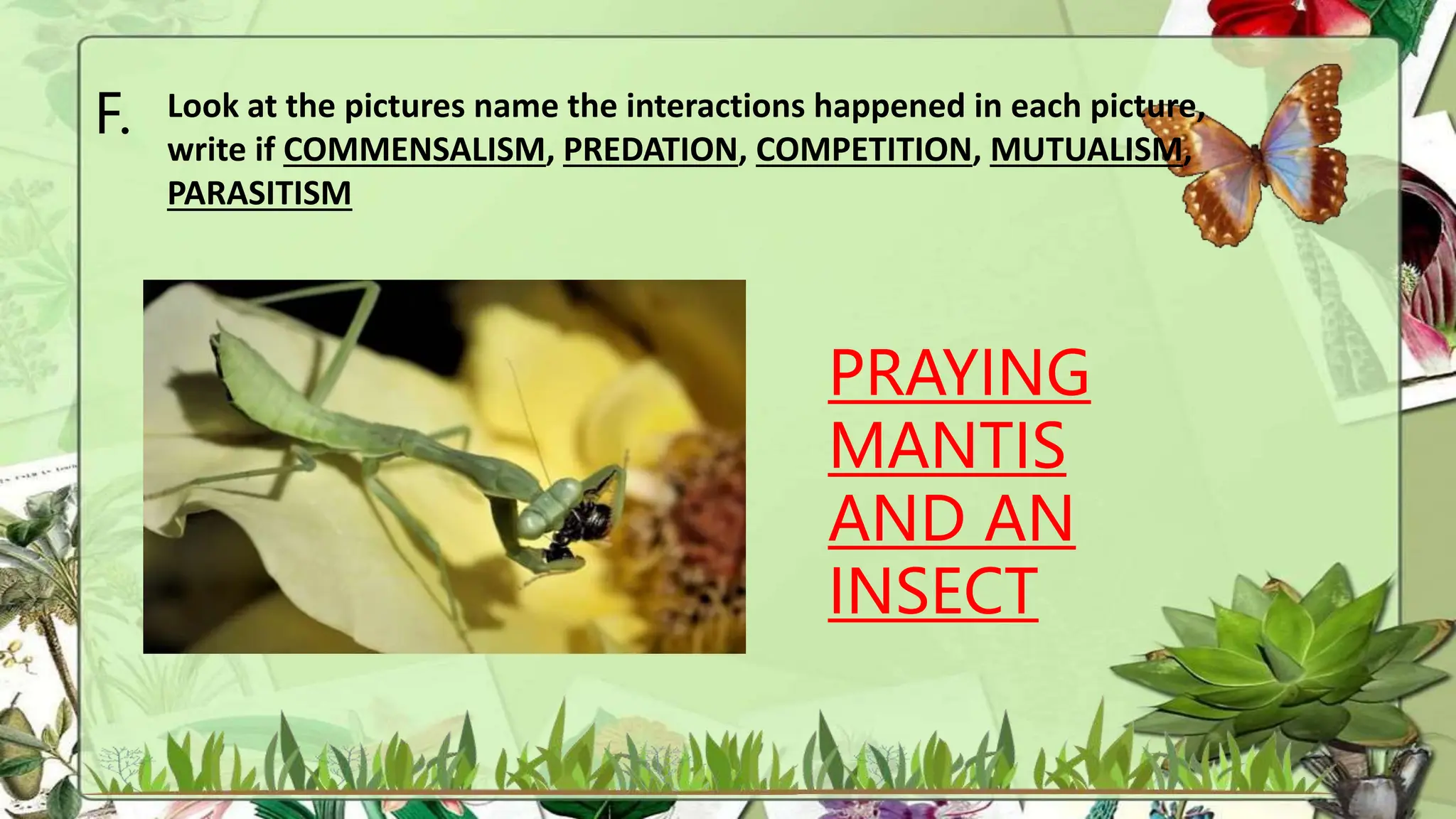 ECOSYSTEM TROPICAL RAINFOREST.pptx