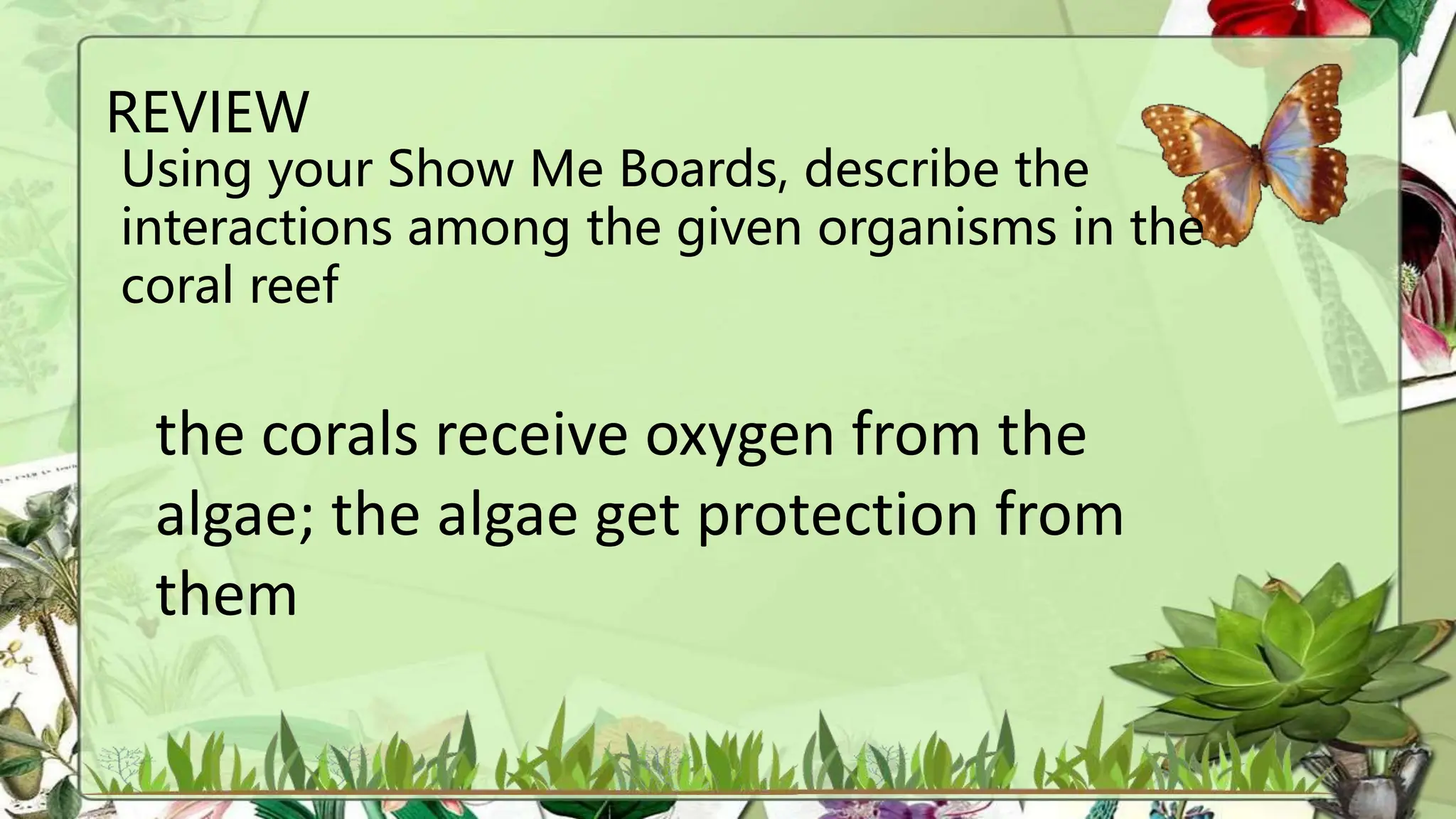 ECOSYSTEM TROPICAL RAINFOREST.pptx