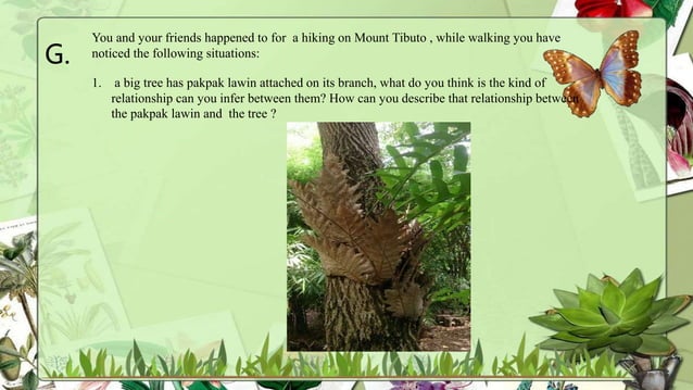 ECOSYSTEM TROPICAL RAINFOREST.pptx