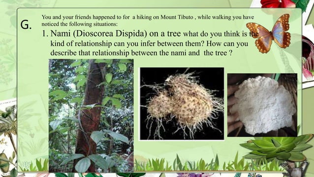 ECOSYSTEM TROPICAL RAINFOREST.pptx