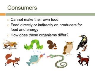 Ecosystem Unit | PPTX