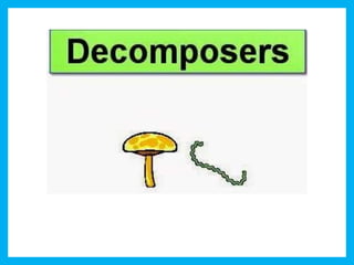 Ecosystem vocabulary | PPT