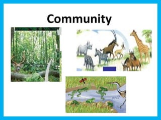 Ecosystem vocabulary | PPT