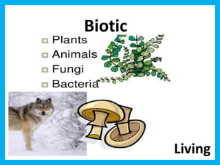 Ecosystem vocabulary | PPT