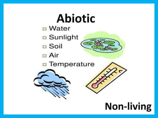 Ecosystem vocabulary | PPT