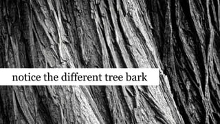 Ecotherapy - Forest Bathing | PPTX