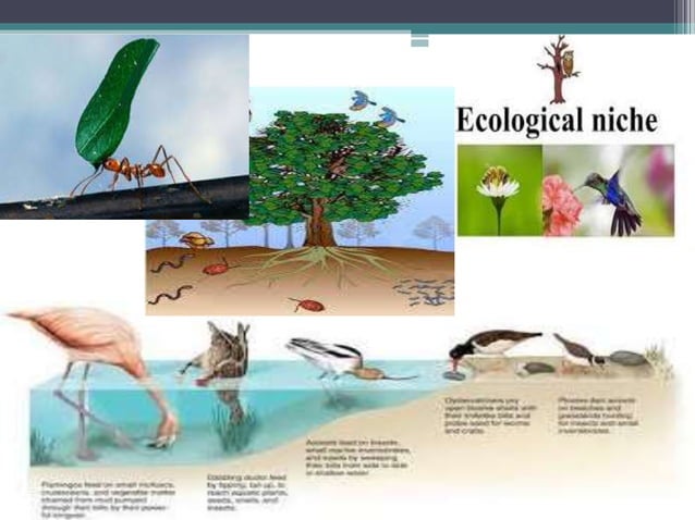 Ecotone and edge effect | PPTX