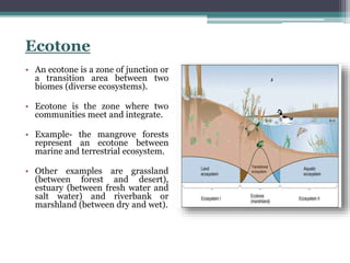 Ecotone and edge effect | PPT