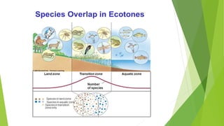 Ecotones | PPTX