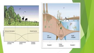 Ecotones | PPT