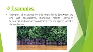Ecotones | PPT