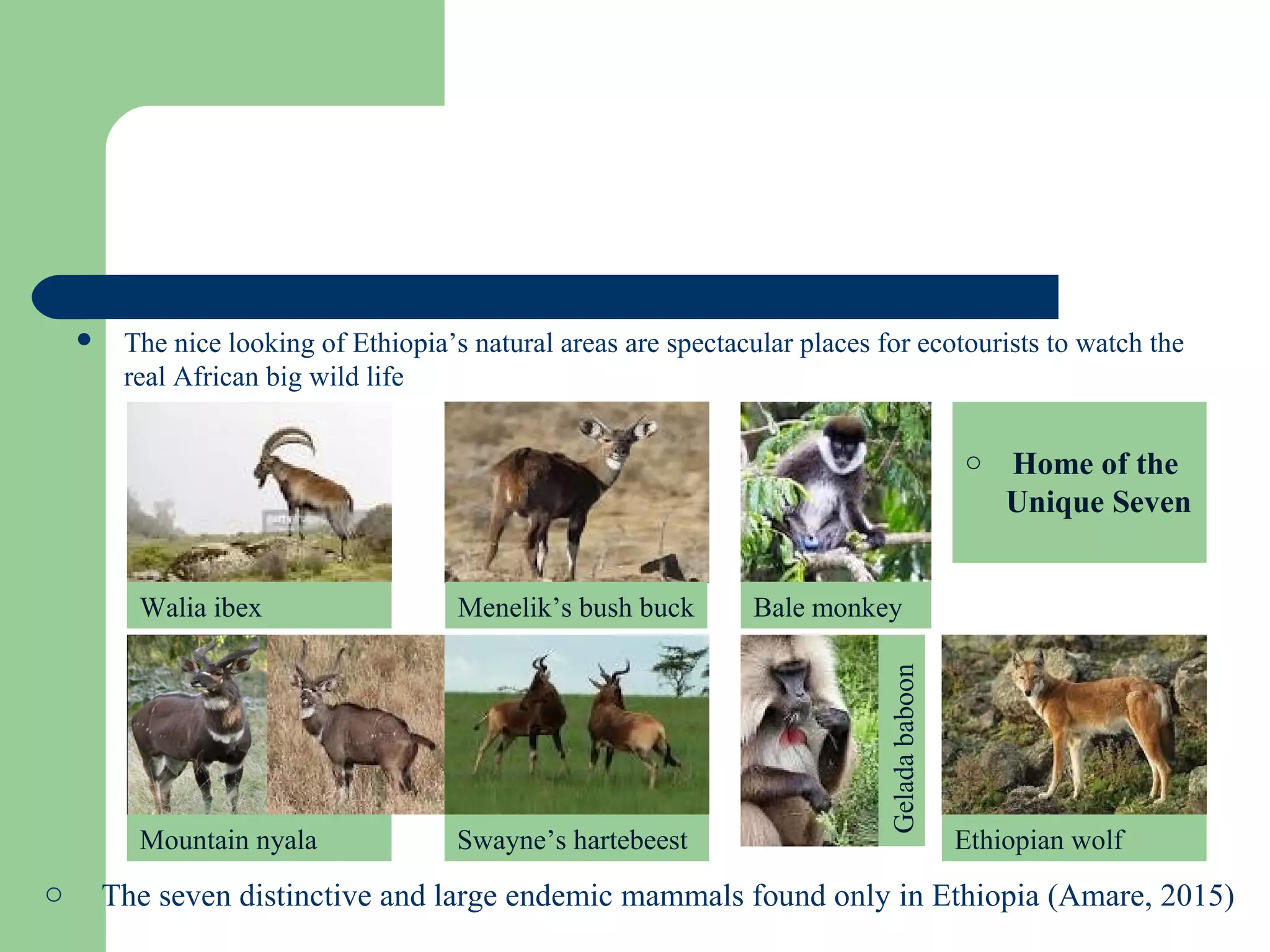 Ecotourism mengistu t | PPT