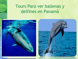 Ecoturismo en Panamá | PPT | Free Download