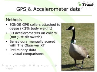 Animal behaviour analysis with GPS and 3D accelerometers | PDF