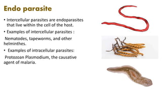 Ecto endo parasites | PPT