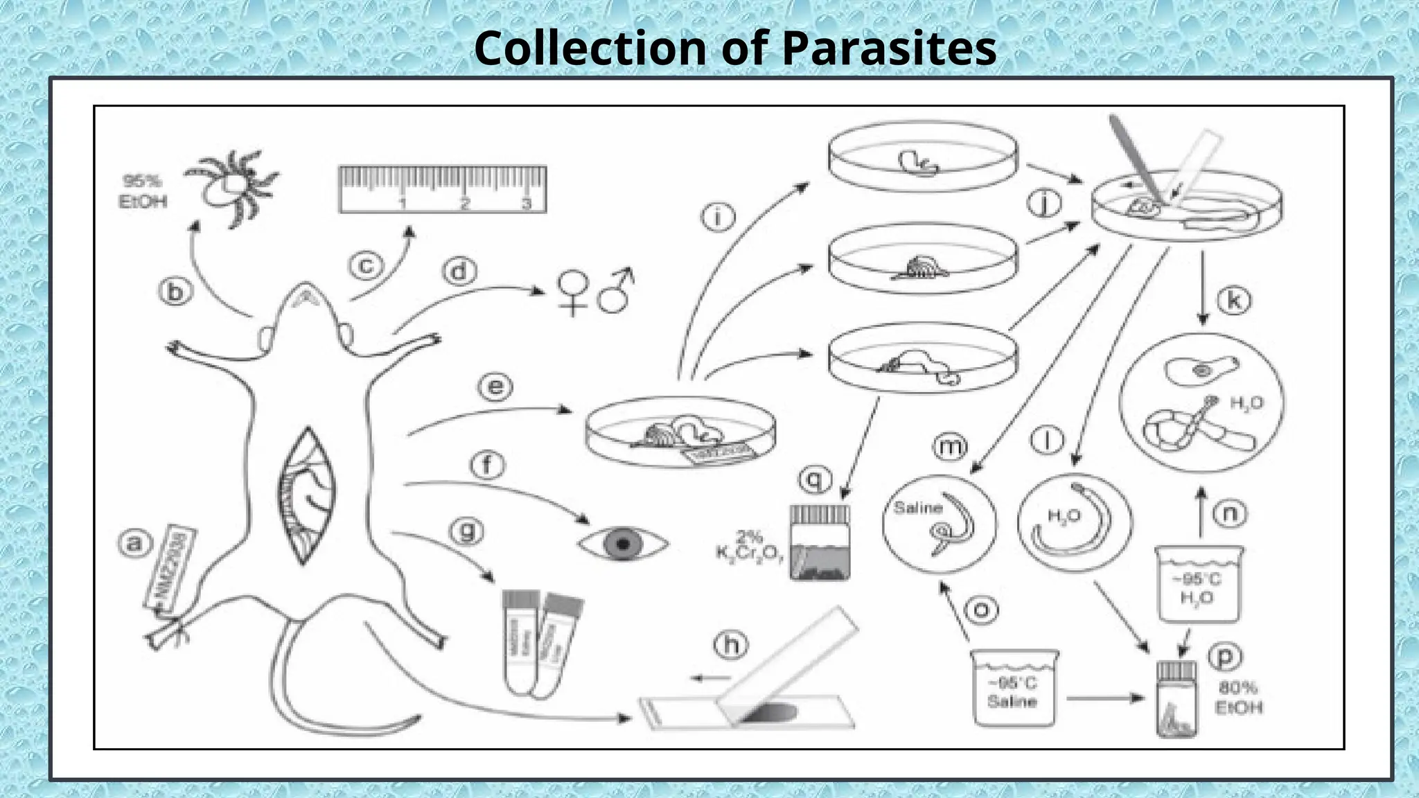 Collection, fixation and preservation of ectoparasites and ...