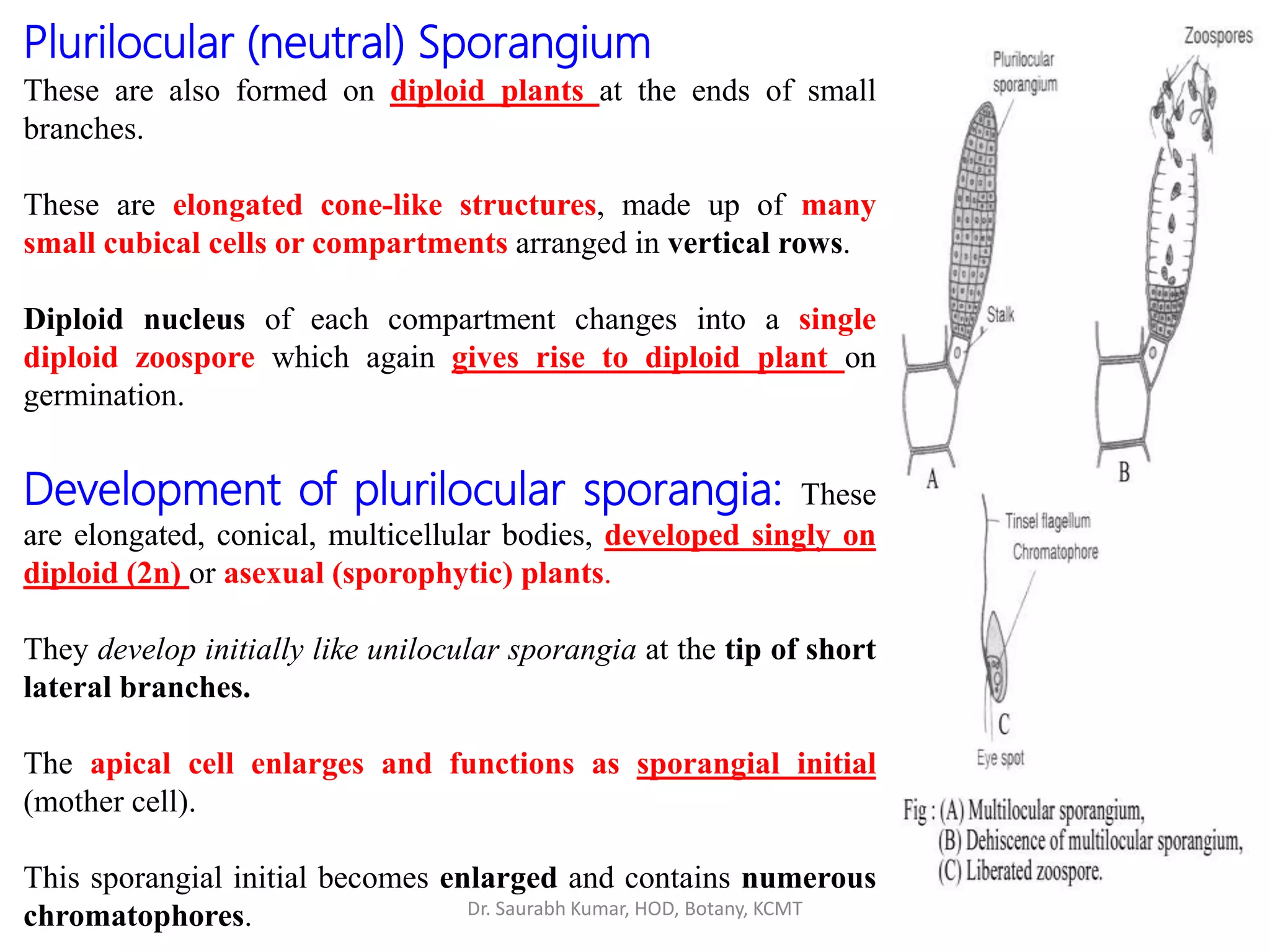 Ectocarpus | PPTX
