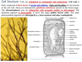 Ectocarpus | PPTX