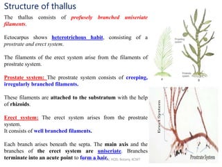 Ectocarpus Life Cycle