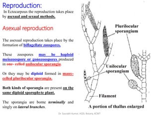 Ectocarpus Life Cycle