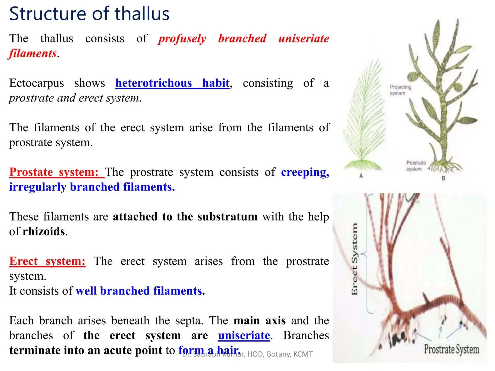 Morphology and Reproductive structures of Ectocarpus | PPTX