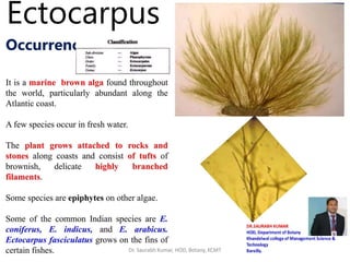 Morphology and Reproductive structures of Ectocarpus | PPTX